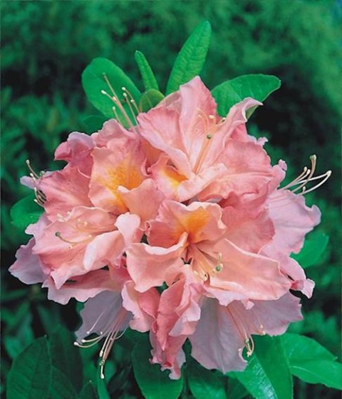 Azalia wielkokwiatowa Cecile Rhododendron - Ogrodniczy sklep ...